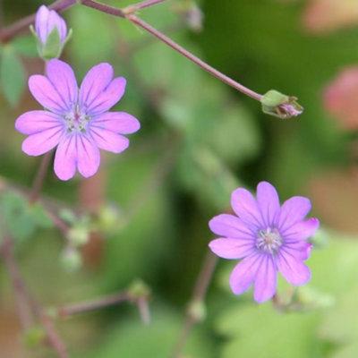 Geranium Pyrenaicum Bill Wallis Pyreneal Cranesbill 9cm Pot Perennial Plant