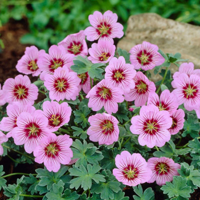 Geranium Rothbury Gem - Pink Flowers, Green Foliage, Compact Plant (15 ...