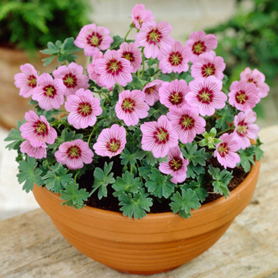 Geranium Rothbury Gem - Pink Flowers, Green Foliage, Compact Plant (15 ...