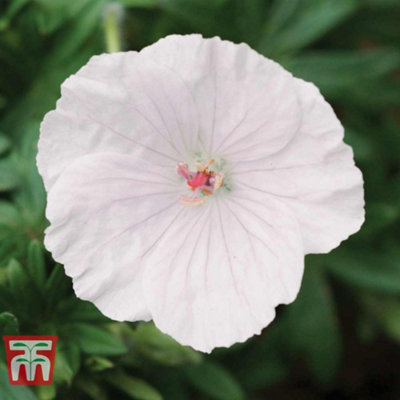 Geranium sanguineum Album 1 Bare Root