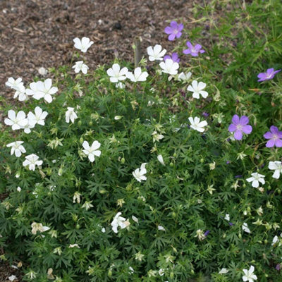 Geranium Sanguineum Album Bloody Cranesbill 9cm Pot Perennial Plant