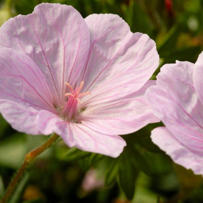 Geranium sanguineum Appleblossom 12 Bare Root Plants