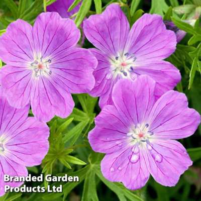 Geranium sanguineum Vision Violet 1 Litre Potted Plant x 1