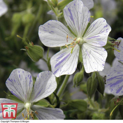 Geranium Splish Splash 1 Bare Root