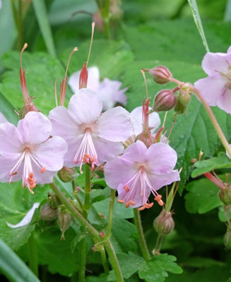Geranium St Ola - Impressive Low Maintenance Geranium - Set of 3 plants ...