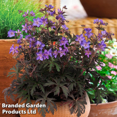 Geranium Storm Cloud 3 Jumbo Plug Plant