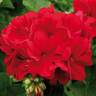 Geranium Summer Lovers Dark Red plug x 12