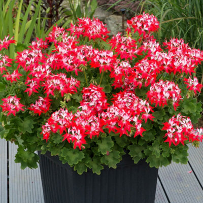 Geranium 'Summer Twist' x 12 Plug Plants | DIY at B&Q