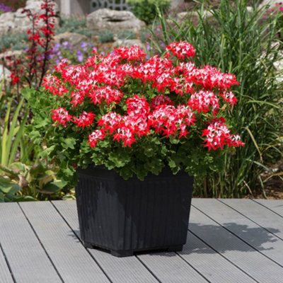 Geranium 'Summer Twist' x 12 Plug Plants | DIY at B&Q