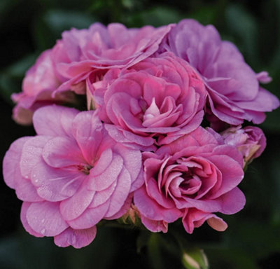 Geranium Trailing Sybil Pink 1 Jumbo Plug Plant