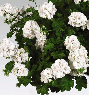 Geranium Trailing Sybil White Pe-arl 1 Jumbo Plug Plant
