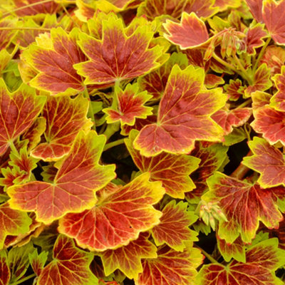 GERANIUM VARIEGATED VANCOUVER CENTENNIAL - SUN PELARGONIUMS FOR HANGING ...