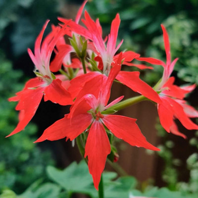 GERANIUM VARIEGATED VANCOUVER CENTENNIAL - SUN PELARGONIUMS FOR HANGING ...