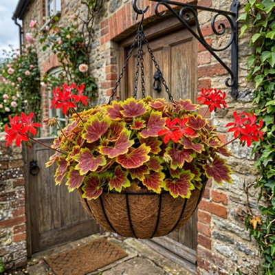 GERANIUM VARIEGATED VANCOUVER CENTENNIAL - SUN PELARGONIUMS FOR HANGING ...