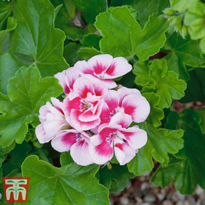 Geranium White Splash 20 Jumbo Plug Plant