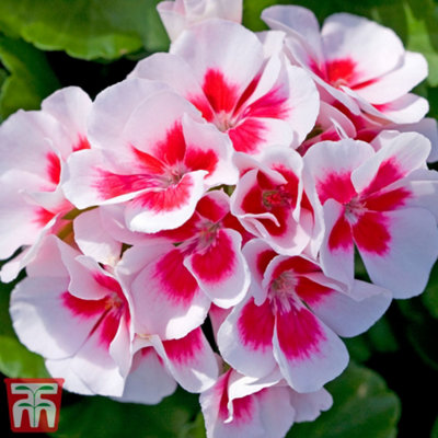 Geranium White Splash 20 Jumbo Plug Plant