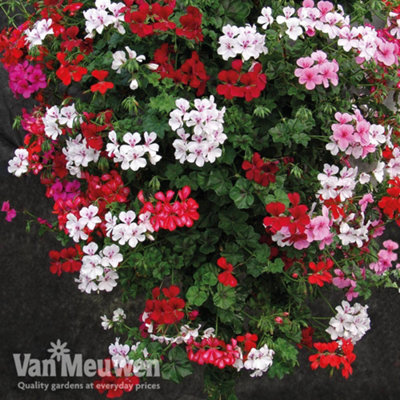 Geranium x peltatum Gerainbow Mixed 5 Jumbo Plug Plants (35mm ...