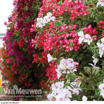 Geranium x peltatum Gerainbow Mixed 5 Jumbo Plug Plants (35mm ...