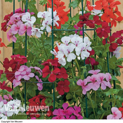 Buy Geranium x peltatum Gerainbow Mixed 5 Jumbo Plug Plants (35mm ...