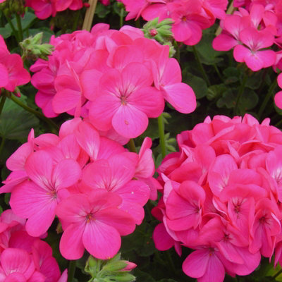 Geranium Zonal Bullseye Deep Rose Bedding Plants 2 x 6 Pack - Garden ...