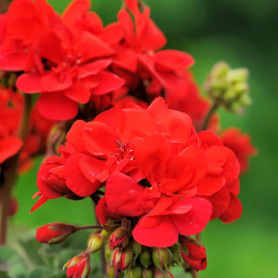 Geranium Zonal Bullseye Scarlet Bedding Plants 2 x 6 Pack - Garden ...