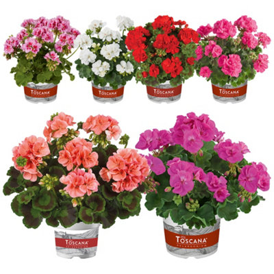 Geranium Zonal Collection of Six Plug Plants | DIY at B&Q