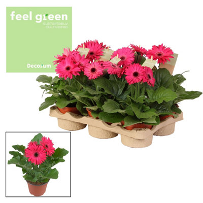 Gerbera Flori Line Paars, 12cm Pot Size, 20cm Tall, Daisy, Indoor ...