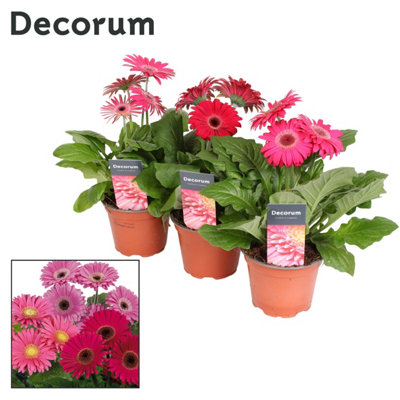 Gerbera Flori Line Paars, 12cm Pot Size, 22cm Tall, Gerbera, Indoor Houseplant