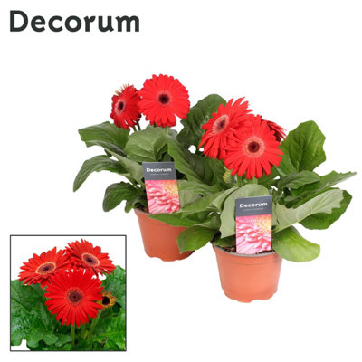 Gerbera Flori Line Rood, 12cm Pot Size, 22cm Tall, Gerbera, Indoor Houseplant