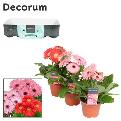 Gerbera Flori Line Roze, 12cm Pot Size, 22cm Tall, Gerbera, Indoor ...