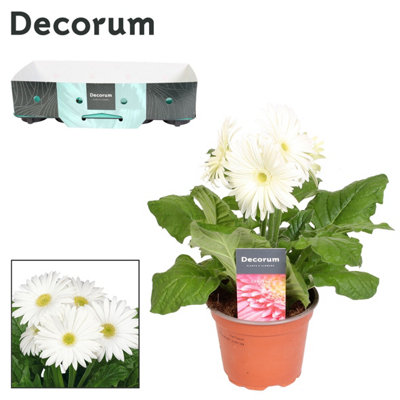 Gerbera Flori Line Wit, 12cm Pot Size, 22cm Tall, Daisy, Indoor Houseplant