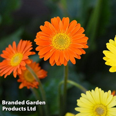 Gerbera garvinea Cheeky Orange 7cm Pot x 1