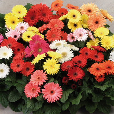 Gerbera Mega Revolution Mix plug x 12 | DIY at B&Q