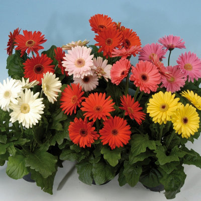 Gerbera Mega Revolution Mix plug x 12 | DIY at B&Q