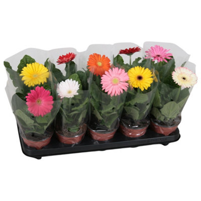 Gerbera Mixed 1+, 12cm Pot Size, 20cm Tall, Gerbera, Indoor Houseplant