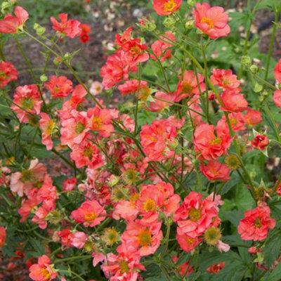 Geum Coral Tempest - Coral Flowers, Perennial Plant, Hardy, Moderate ...