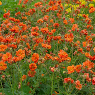 Geum Coral Tempest - Coral Flowers, Perennial Plant, Hardy, Moderate ...