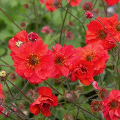 Geum Fiery Tempest - Fiery Red-Orange Flowers, Great for UK Gardens ...