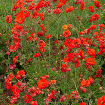 Geum Fiery Tempest - Fiery Red-Orange Flowers, Great for UK Gardens ...