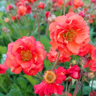 Geum Fiery Tempest - Fiery Red-Orange Flowers, Great for UK Gardens ...