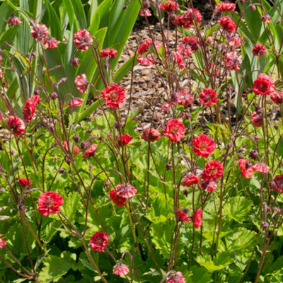 Geum Fiery Tempest - Fiery Red-Orange Flowers, Great for UK Gardens ...