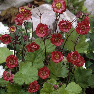 Geum Flames of Passion - Red Flowers, Compact, Easy Care (15-25cm ...