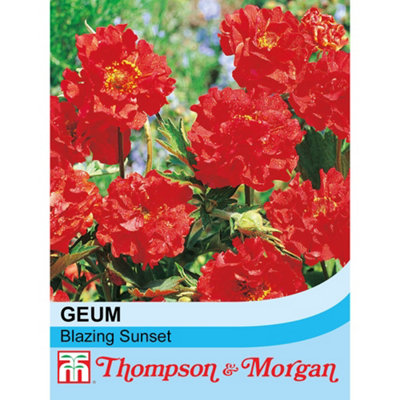 Geum Flore-Plena Blazing Sunset 1 Seed Packet (15 Seeds)