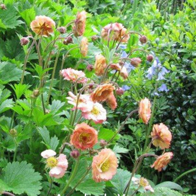 Geum Mai Tai - Pale Pink Flowers, Perennial Plant, Hardy, Compact Size ...