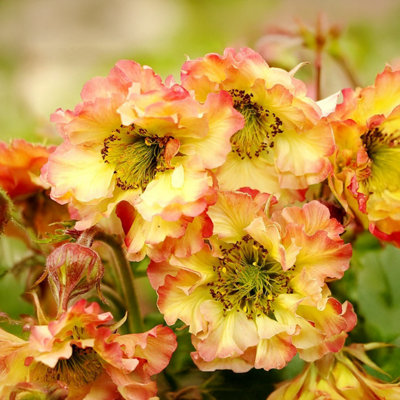 Geum Pretticoats Peach Avens 9cm Pot Perennial Plant
