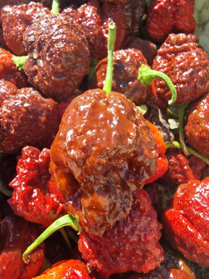Giant Black Naga Chilli Seeds - 10 Fresh Seeds