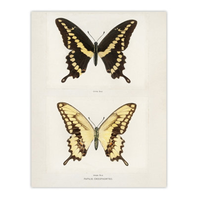 Giant Swallowtail Butterfly Sherman Denton Wall Art Poster Print 12X16"