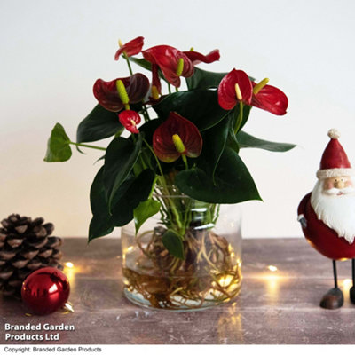 Gift Anthurium Aqua Red in Sierglass 12cm Pot x 1