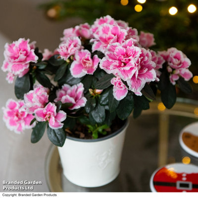 Gift Azalea Pink & White Bicolour In Ivory Zinc 12cm x 1