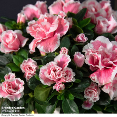 Gift Azalea Pink & White Bicolour In Ivory Zinc 12cm x 1